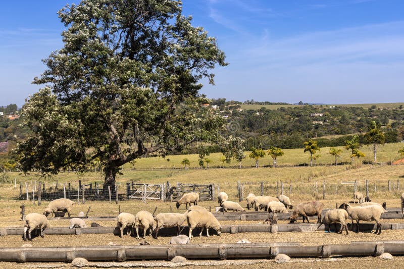Raising Sheep in Confinement on a Farm Stock Photo - Image of ...