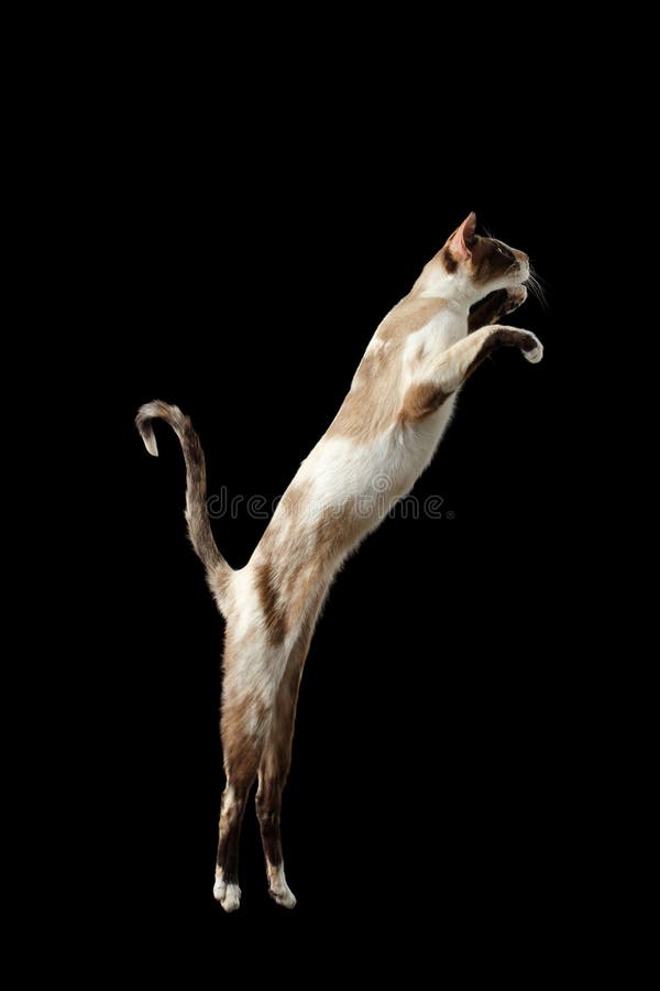 Raising Up Oriental Cat Isolated on Black Stock Photo - Image of look ...