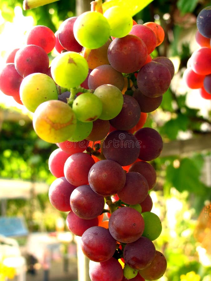 Raisins de cuve violets photo stock. Image du violets - 10743234