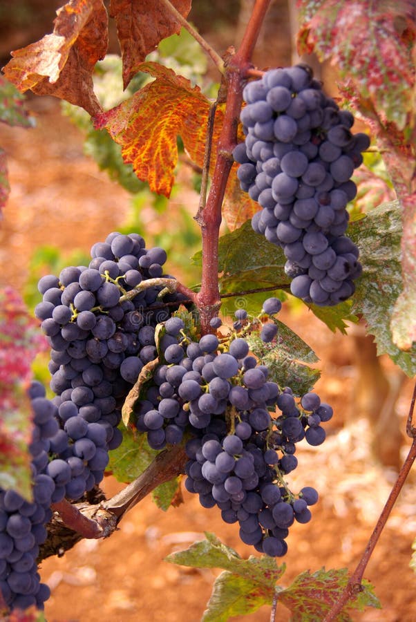 Buissons De Raisin Dans L'arbre D'automne Image stock - Image du vert ...