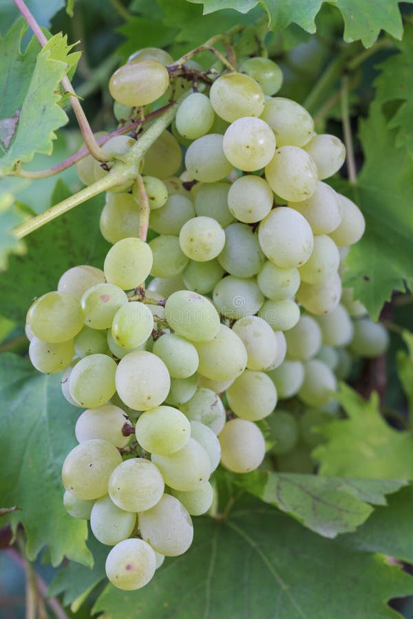 Raisins blancs photo stock. Image du sain, couleur, lifestyle - 49750576