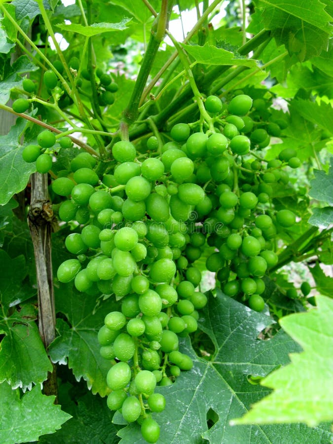 Buissons De Raisin Dans L'arbre D'automne Image stock - Image du vert ...