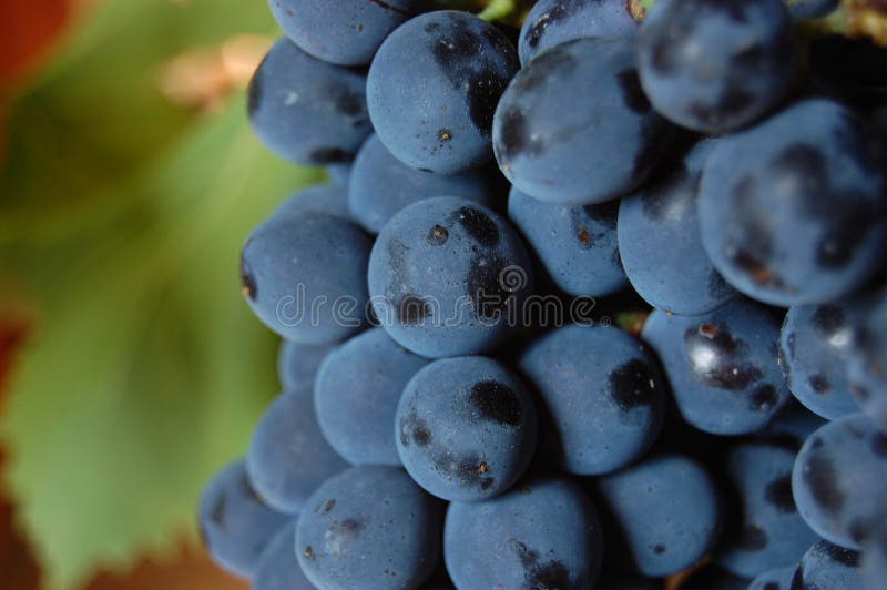 Raisins Bleus Dans Le Gros Plan Du Jardin Image stock - Image du fruits ...