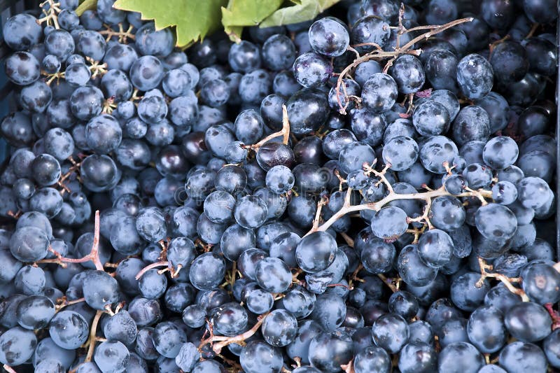Raisins Bleus Dans Le Gros Plan Du Jardin Image stock - Image du fruits ...