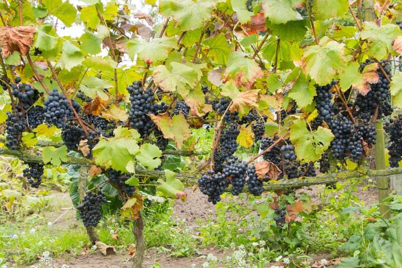 Raisins Bleus Mûrs Dans Le Vignoble Photo stock - Image du croissance ...