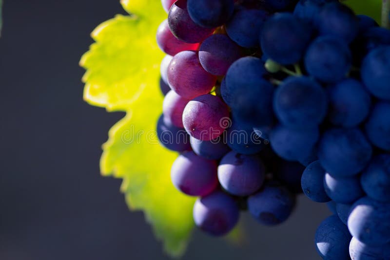 Raisins de cuve violets photo stock. Image of nature, vigne - 228066