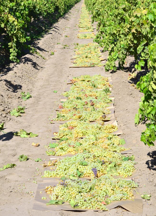 Raisins. stock photo. Image of grapes, cleaners, nets - 43879228