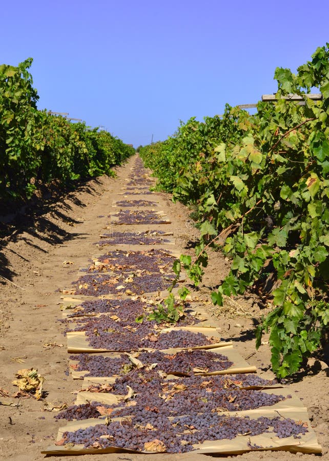 164 California Raisins Stock Photos - Free & Royalty-Free Stock Photos ...