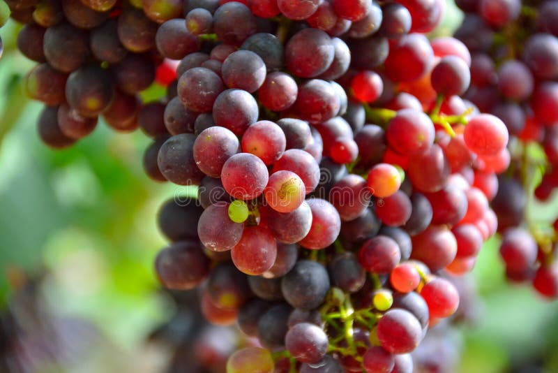 Raisins de raisins rouges photo stock. Image du arbre - 7107056