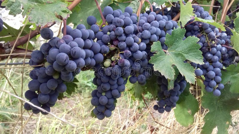Raisins blancs et rouges photo stock. Image du nourriture - 4842198