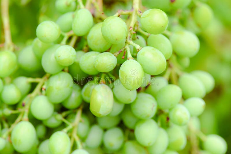 Raisins verts indiens photo stock. Image du raisin, indien - 87628168