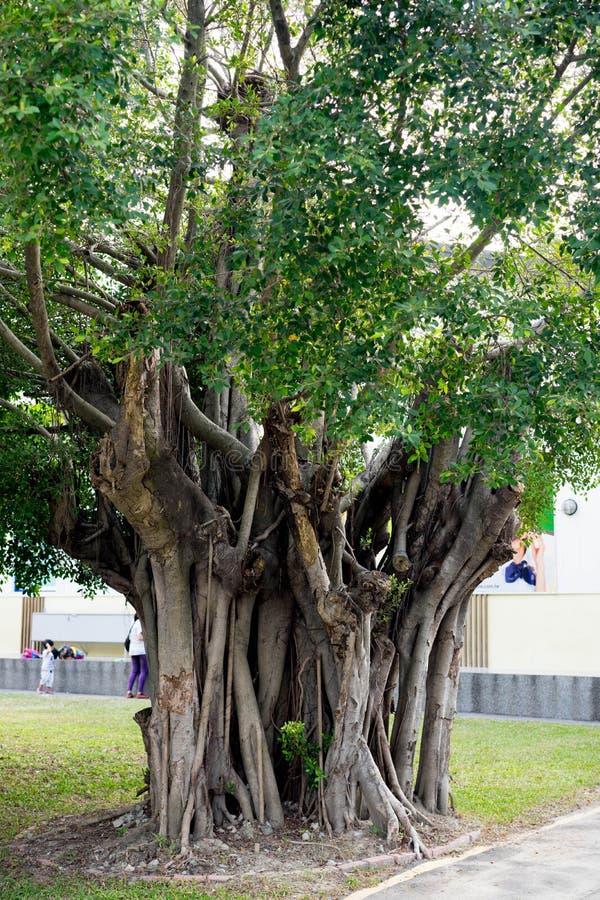 Raiz aérea imagem de stock. Imagem de nave, crescimento - 66878743