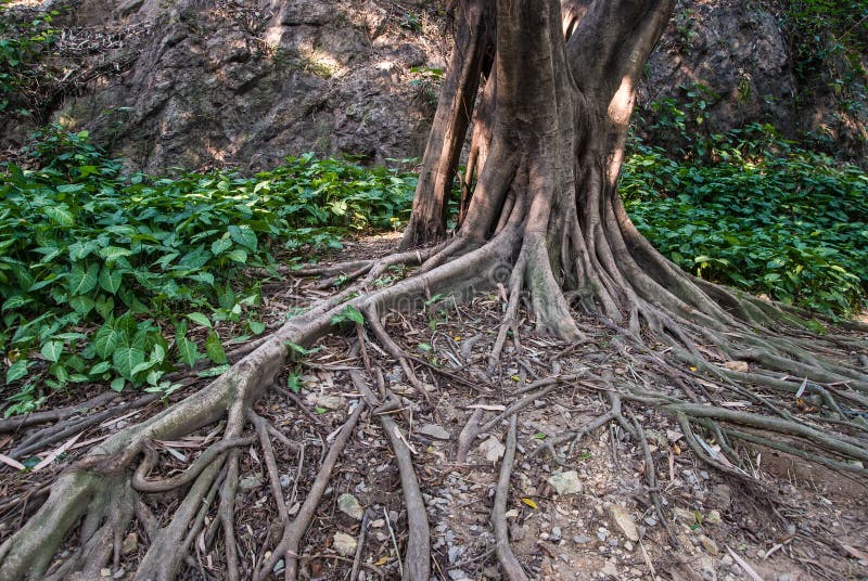 Raiz da árvore foto de stock. Imagem de floresta, antigo - 27066006