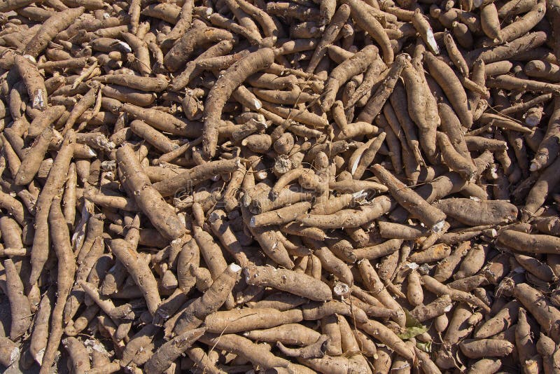 1,860 Raiz Da Mandioca Fotos - Fotos de Stock Gratuitas e Fotos Royalty ...