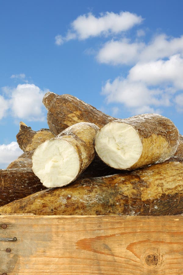 Raiz Da Mandioca E Algumas Partes Foto de Stock - Imagem de alimento ...