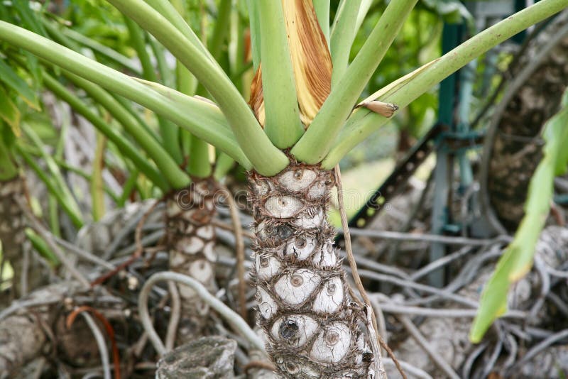 Raiz da palmeira foto de stock. Imagem de textura, agricultura - 31482636