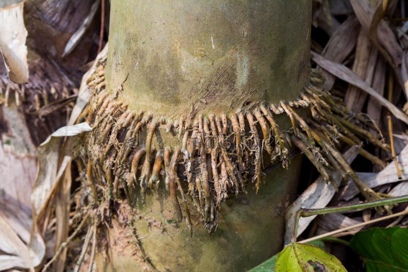 Raiz de bambu imagem de stock. Imagem de raiz, flora - 230080005