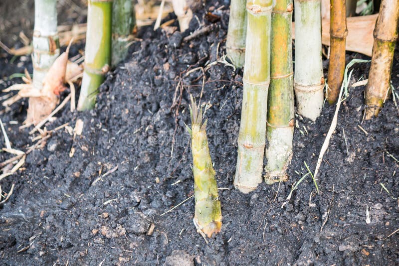 Raiz De Bambu Antiga Fundo Da Raiz Do Bambu Arte De Raiz De Bambu Foco ...