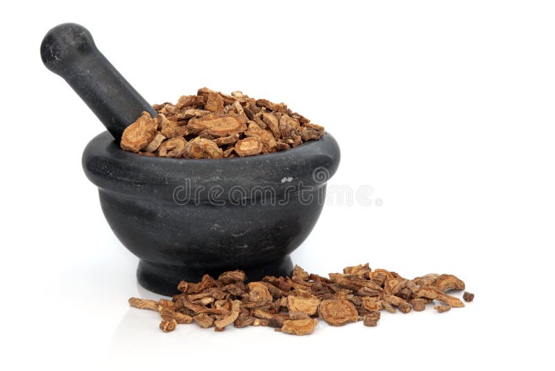 Raiz de Ledebouriella imagem de stock. Imagem de naughty - 23777727