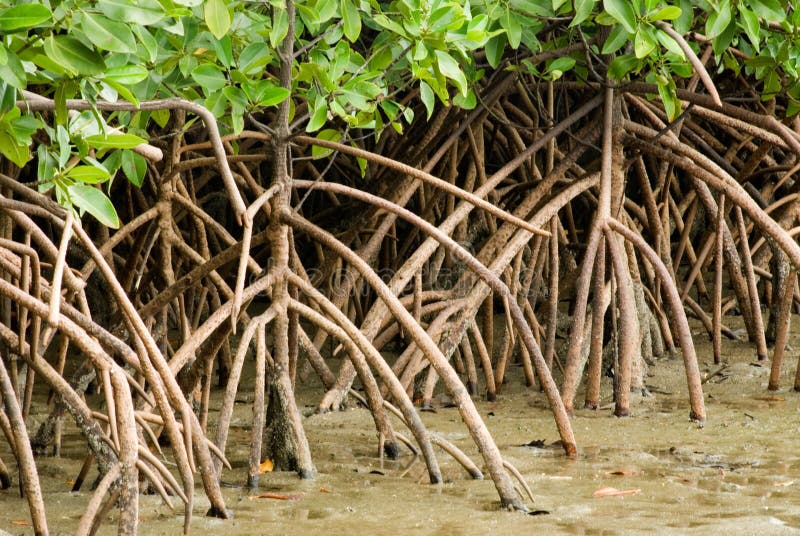 Raiz de mangue foto de stock. Imagem de vista, cenas - 19852788