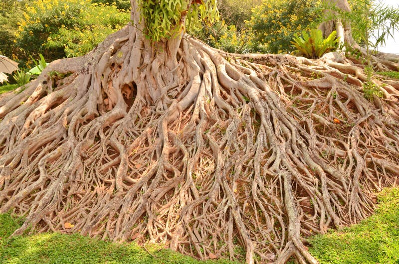 Raiz grande da árvore imagem de stock. Imagem de grande - 21258115