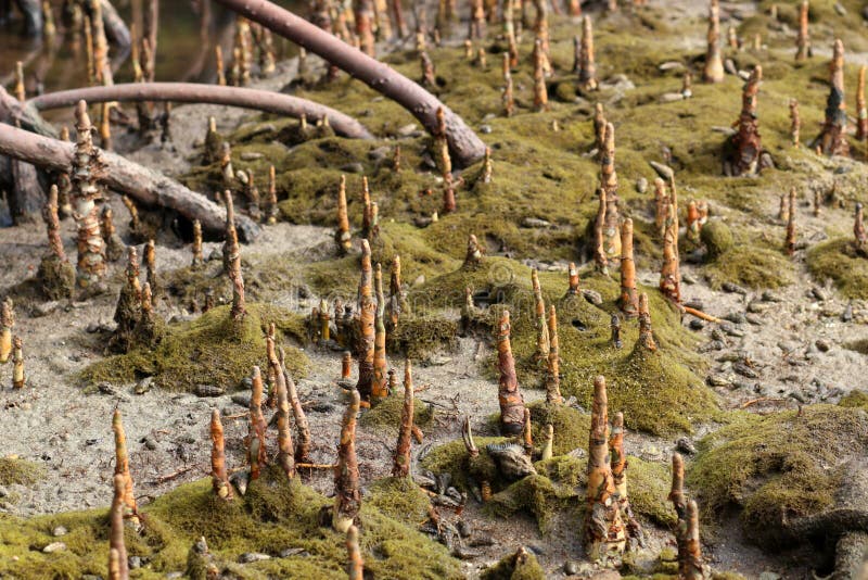 Raizes Aéreas Dos Manguezais Imagem de Stock - Imagem de aéreo, areia ...