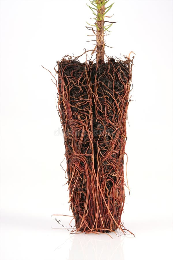 Raizes da árvore de pinho imagem de stock. Imagem de objetos - 5817799