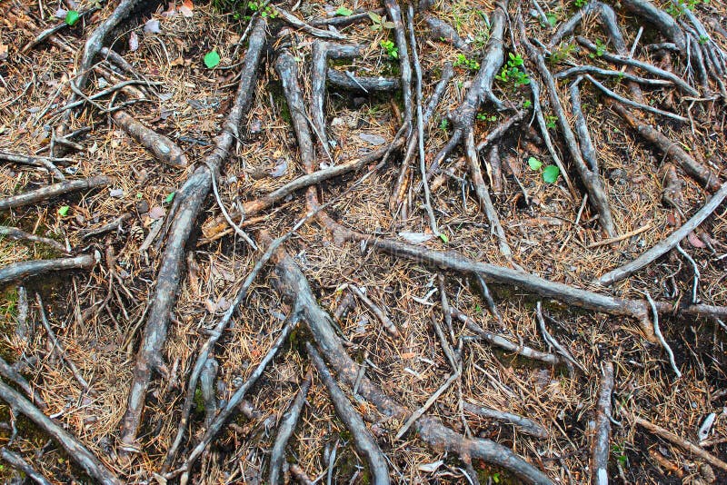 Raizes Do Pinheiro Na Pedra Imagem de Stock - Imagem de flora, pinho ...