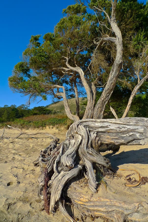 Raizes do pinho imagem de stock. Imagem de turismo, francisco - 28516607