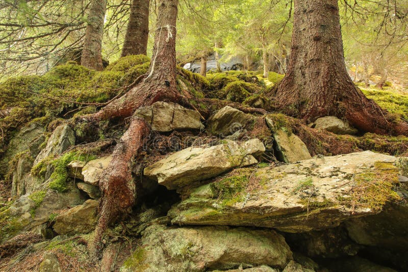 As Raizes Da Hera Selvagem Na Parede Fundo De Raizes Da Hera Imagem de ...