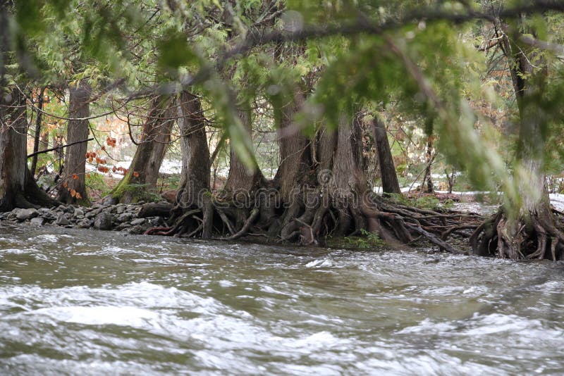Raizes Do Rio Da Floresta De Maine Foto de Stock - Imagem de fluir ...