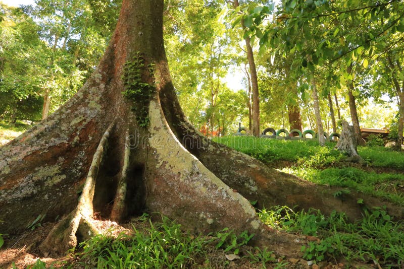 Raizes grandes imagem de stock. Imagem de floresta, colagem - 62673579