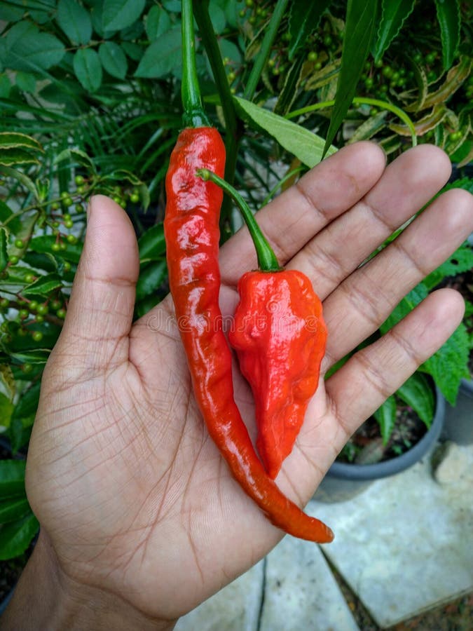 Raja Mircha Naga King Chilli Hottest Chilli in the World Stock Image ...