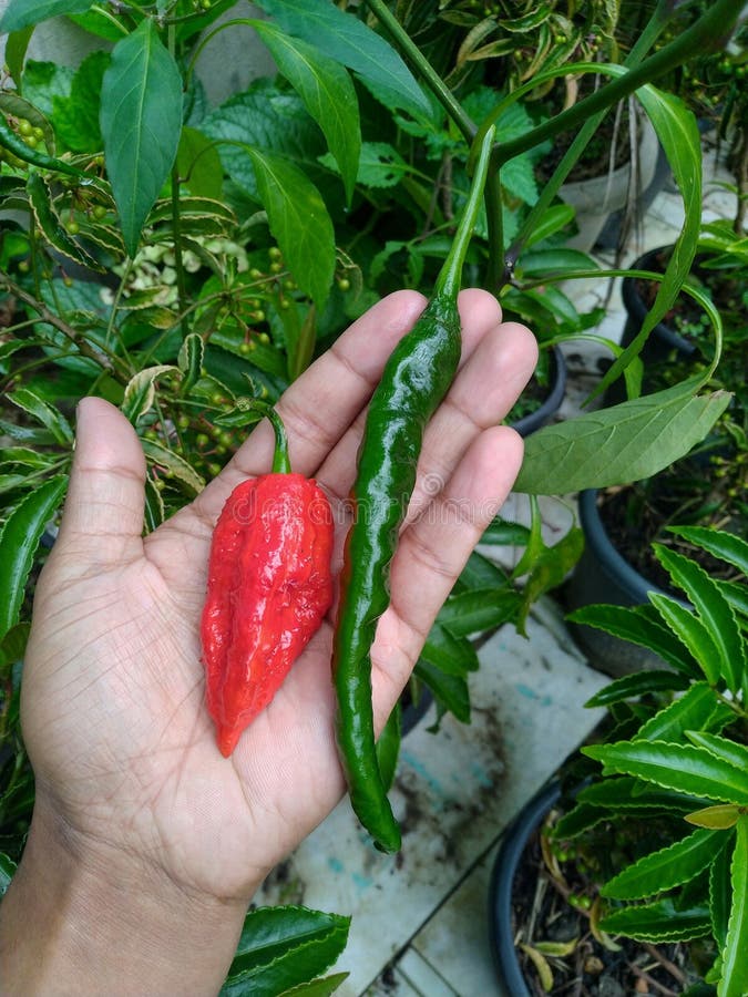 Raja Mircha Naga King Chilli Hottest Chilli in the World Stock Photo ...