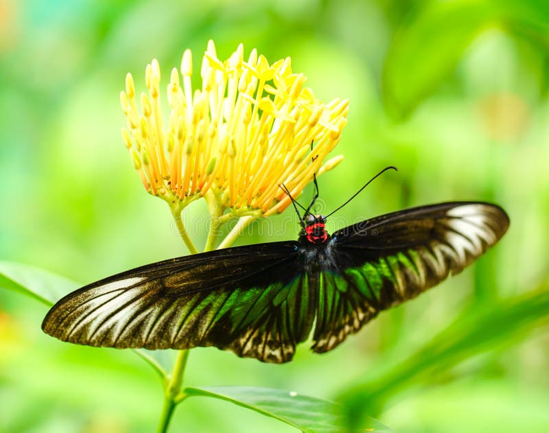 Rajah Brooke Butterfly in a Lovely Garden Stock Photo - Image of bright ...