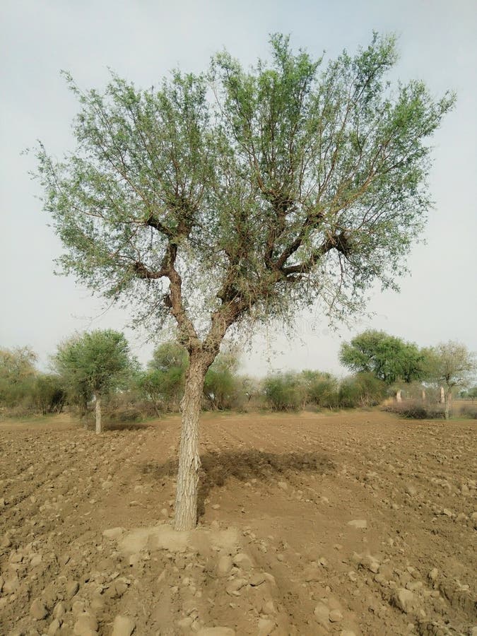 Rajasthan Tree Kharedi Stock Photos - Free & Royalty-Free Stock Photos ...