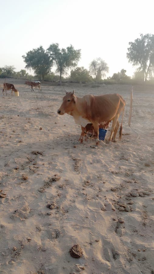 Rajasthani Cow with Tree Super Picture Stock Photo - Image of nature ...