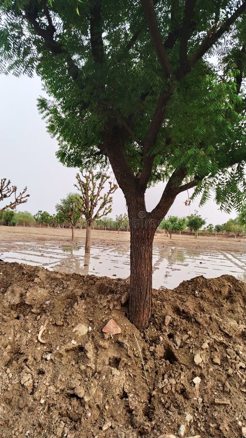 Rajasthani Stock Photos - Download 9,090 Royalty Free Photos