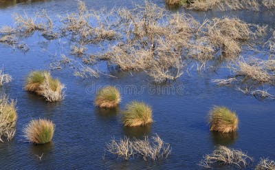 Rakatu Wetlands stock photo. Image of sustainable, route - 27764396