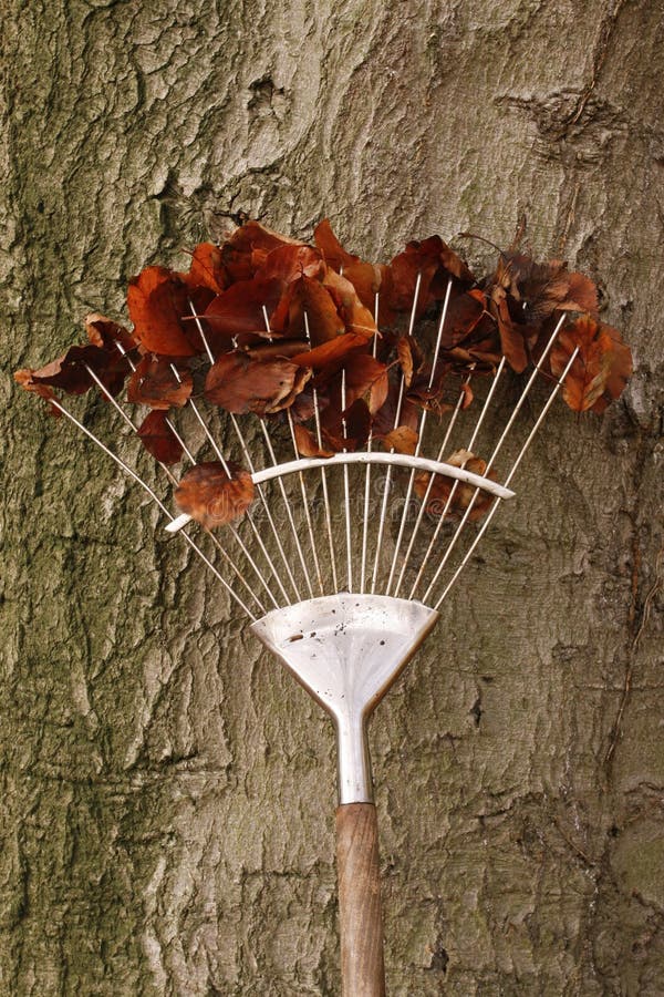 Rake with autumn leaves stock image. Image of tool, rake - 37936189