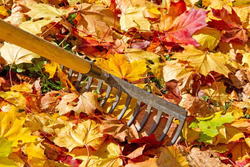 Rake in autumn leaves stock image. Image of garden, october - 45236795