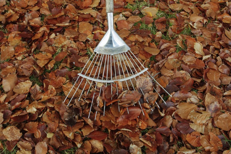 Rake with autumn leaves stock photo. Image of heap, tool - 40700538