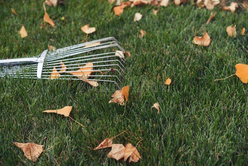 Rake Collecting Grass Colored Autumn Foliage Garden Tools Collecting Grass Clippings Stock