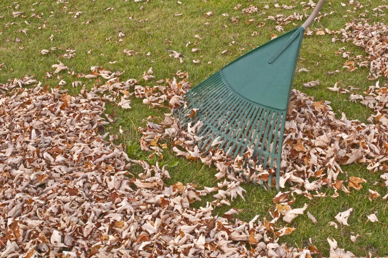 Rake, fall gardening work. stock image. Image of nature - 35406117
