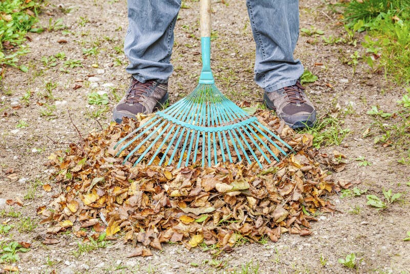 Rake on the fallen leaves stock image. Image of janitors - 78817977