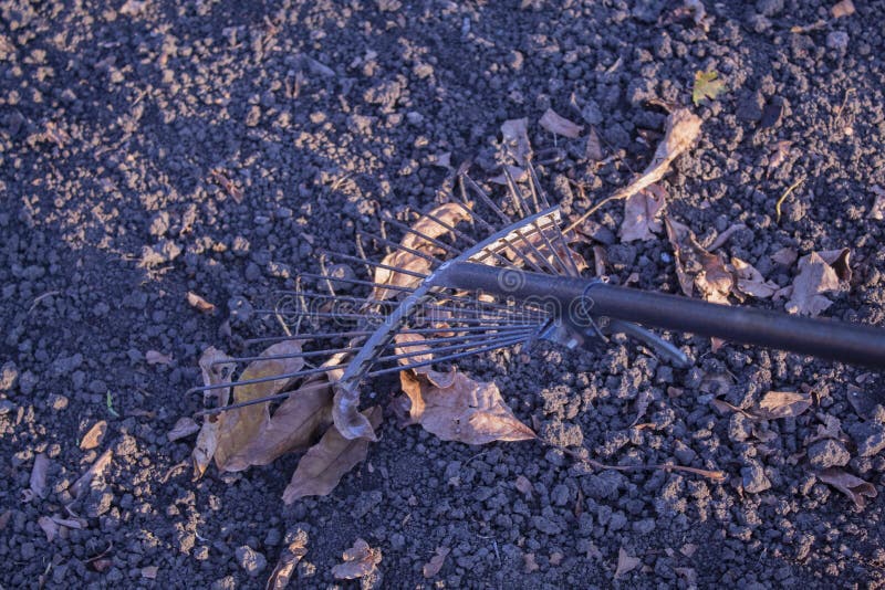 Rake with Fallen Leaves in the Fall. Cleaning the Garden in the Fall ...