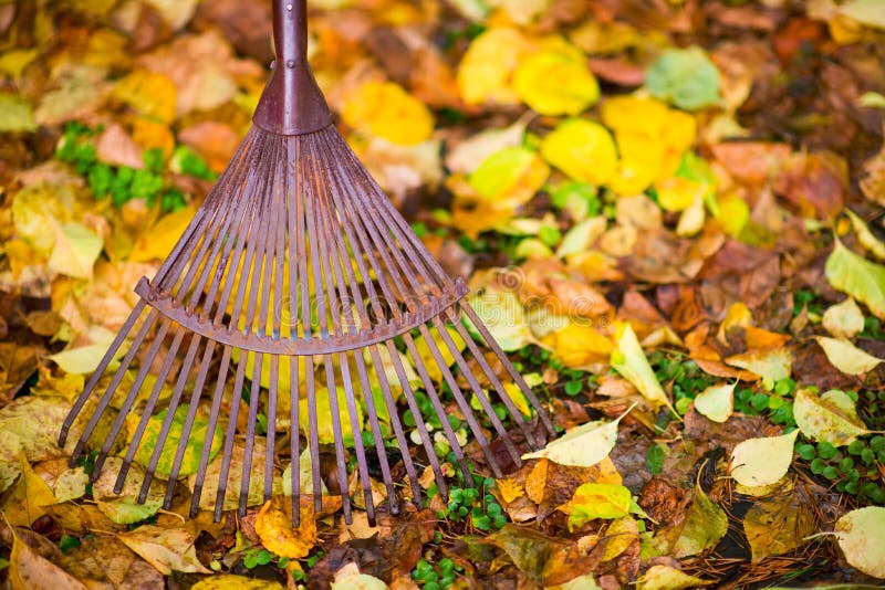 Fall leaves with rake stock image. Image of leaves, piled - 27689931