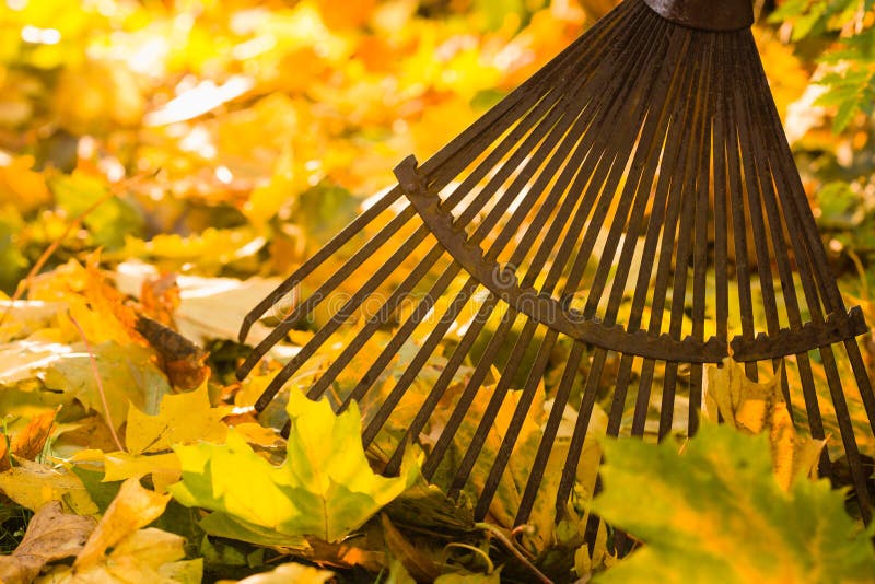Fall leaves with rake stock photo. Image of cleanup, chore - 27881072