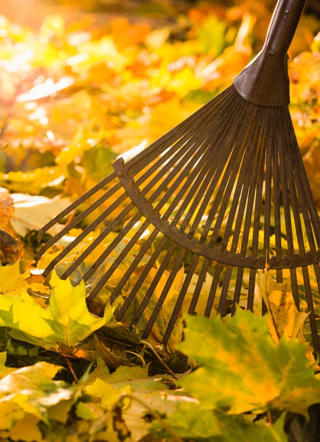 Leaves rake stock photo. Image of pile, season, green - 17664858