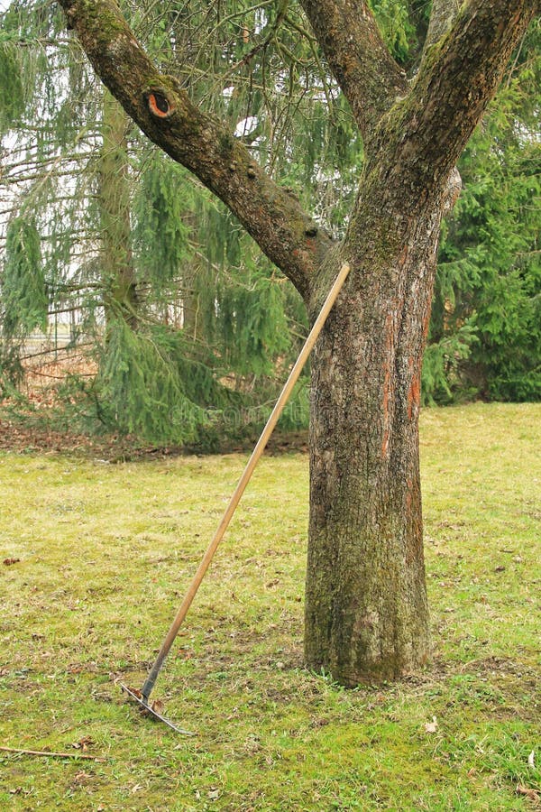 Rake leaned on the tree stock photo. Image of season - 89367782